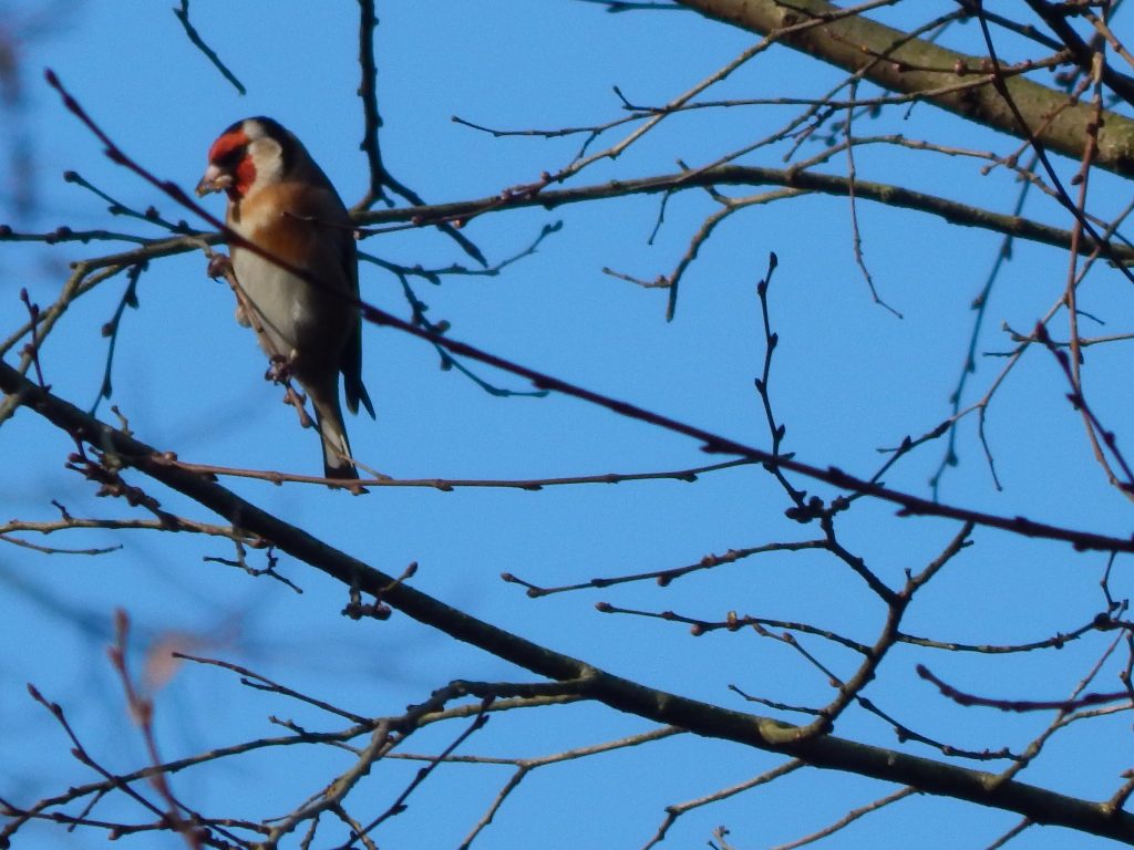 POC in Nature Special: Bird Watching, 14th April 2019 – Wild in the City