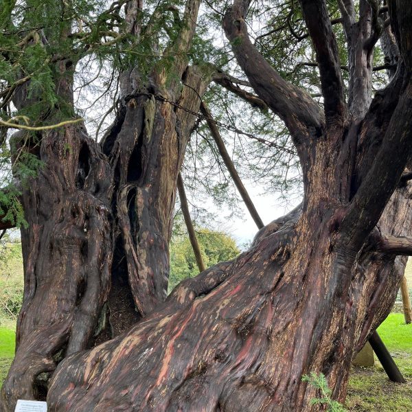 Ancient Trees – Wild in the City