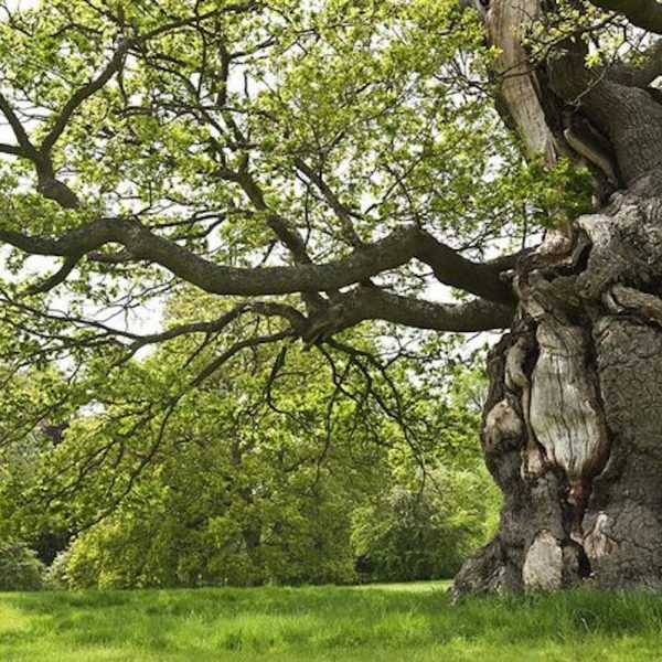 Ancient Trees – Wild in the City