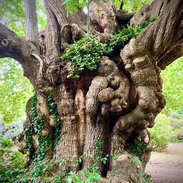 Ancient Trees – Wild in the City